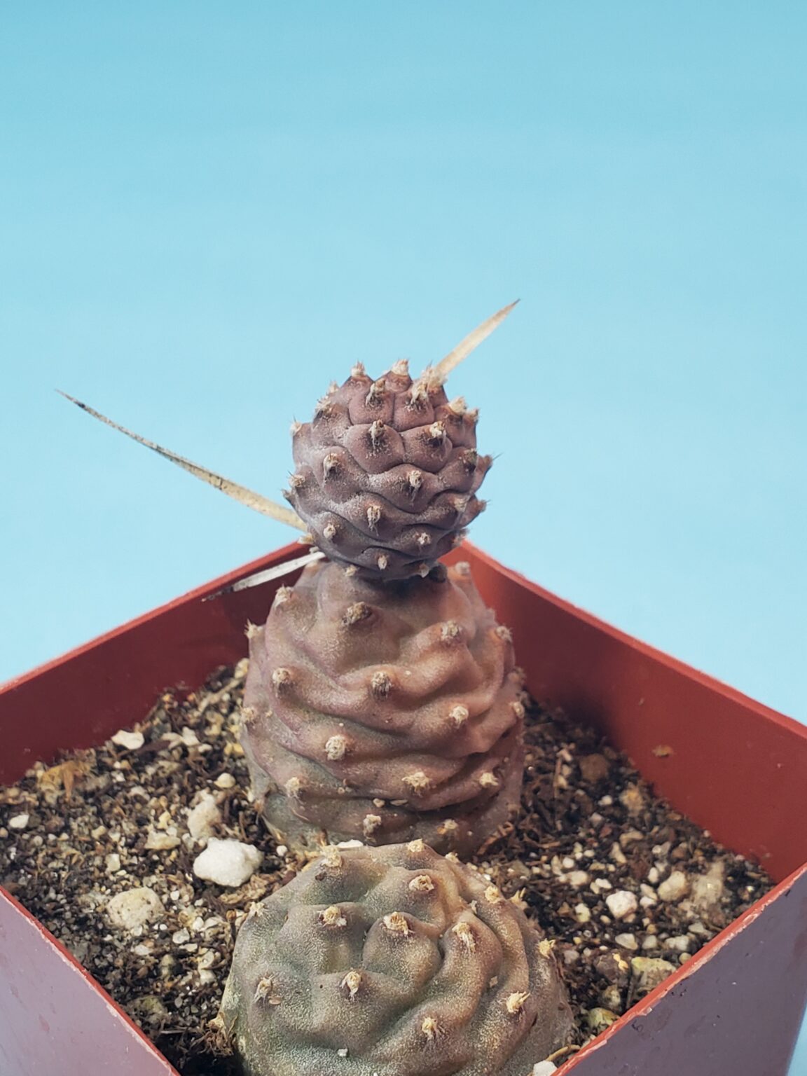 Tephrocactus articulatus var. papyracanthus, Pine Cone Cactus – EcoGro